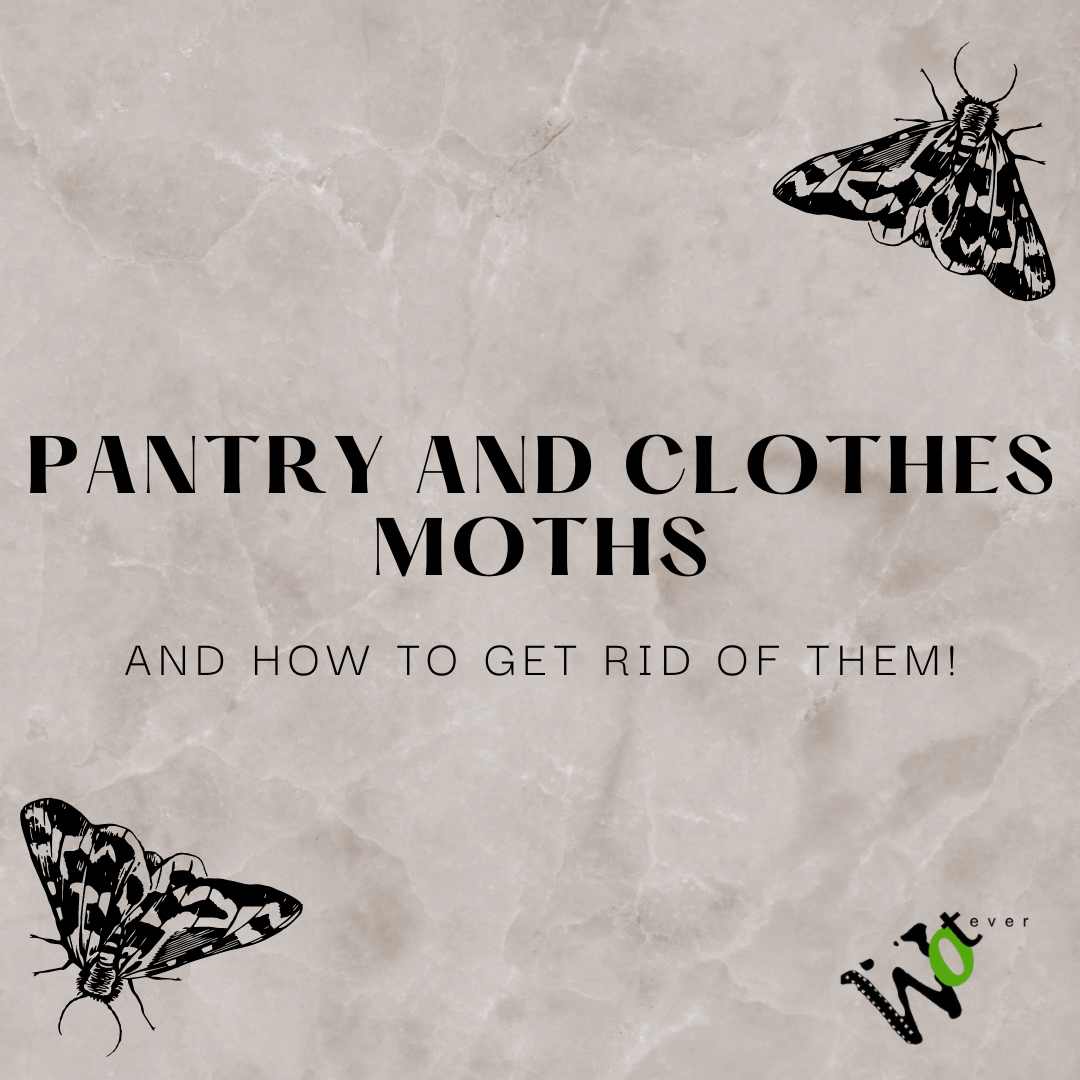 Clothes and Pantry Moths - How to get rid of them - wotever inc.